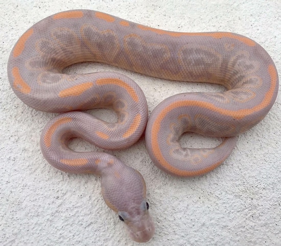 Black Pastel Banana Pos Specter Ball Python by Tom Barnhart