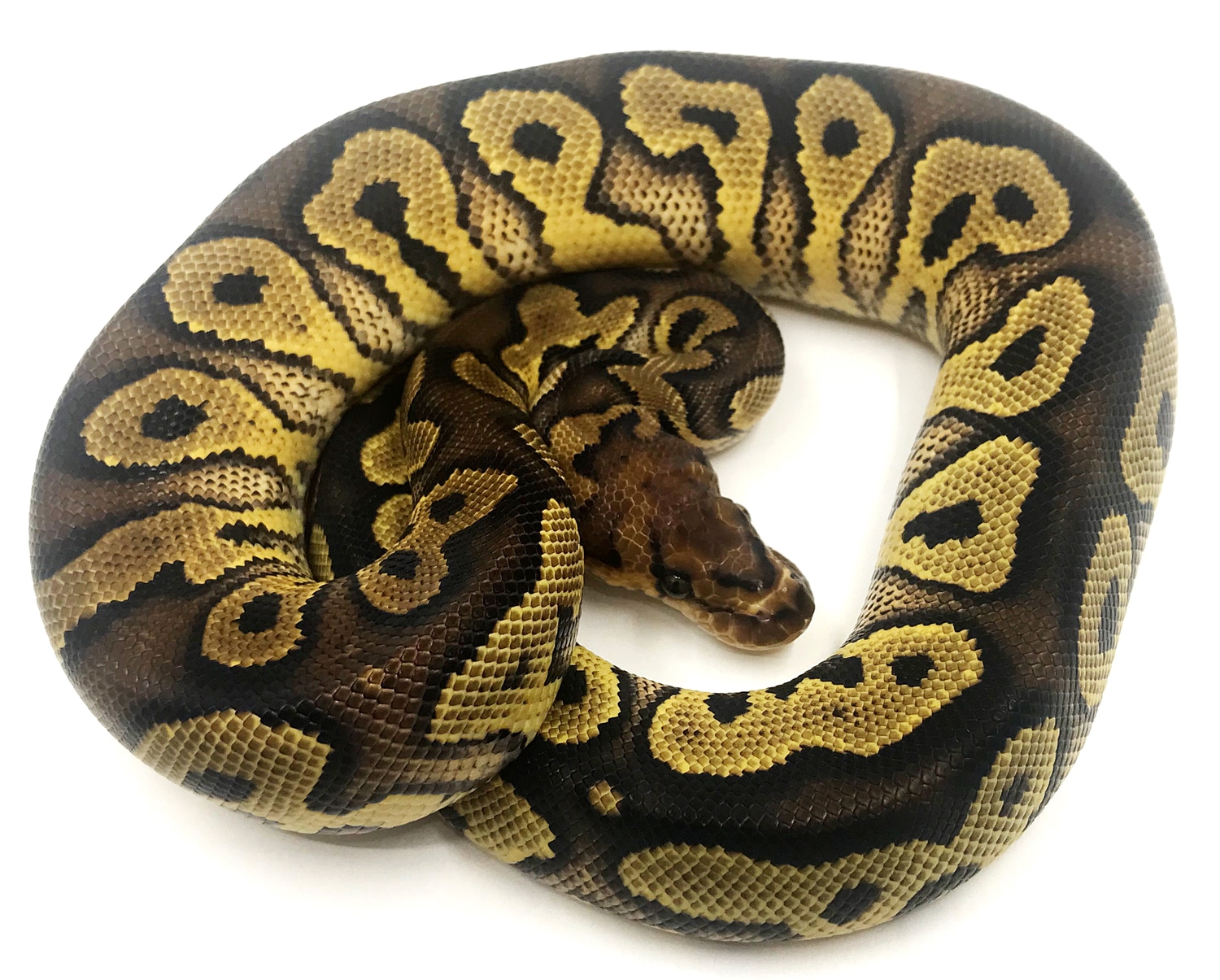 Yellow Belly Clown Ball Python by Tom Barnhart - MorphMarket