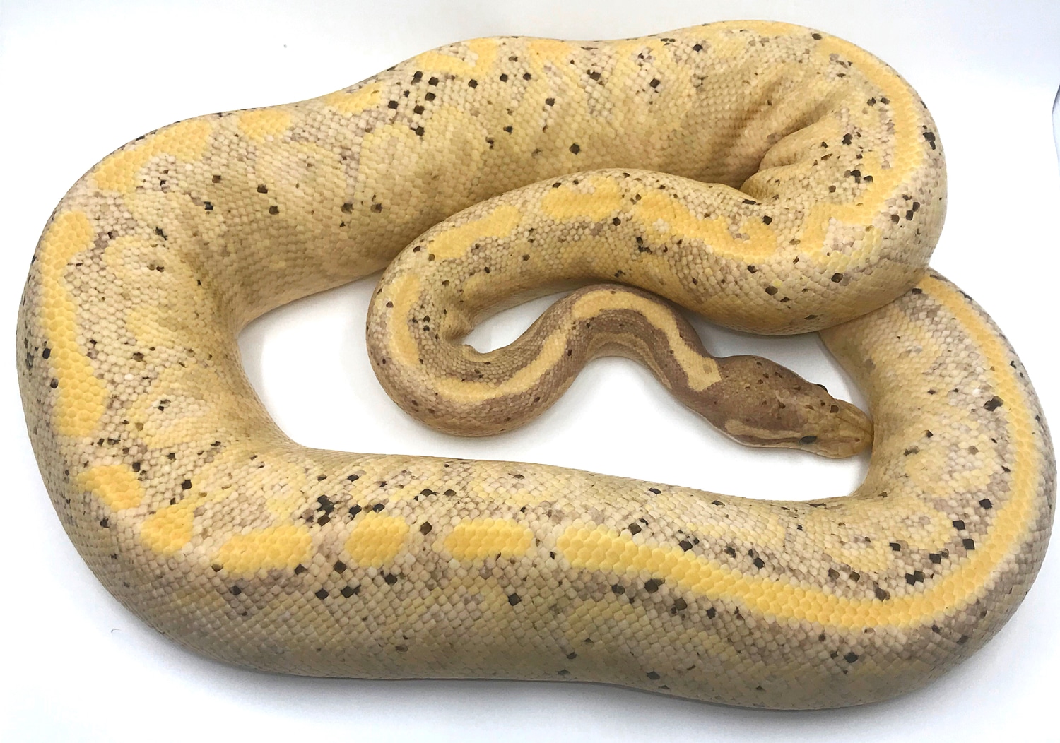 Barnhart Black Pastel Banana Pos YB Pos Specter Ball Python by Tom Barnhart - MorphMarket