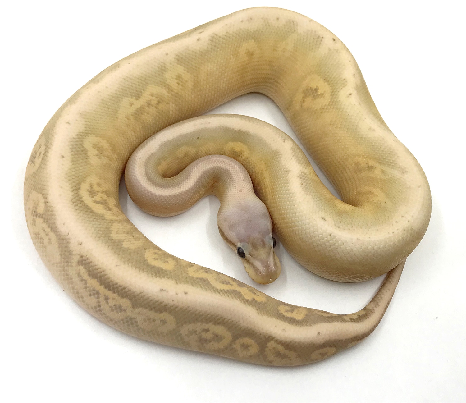 Barnhart Black Pewter Banana 100% Het Clown Probable YB Pos Mojave Ball ...