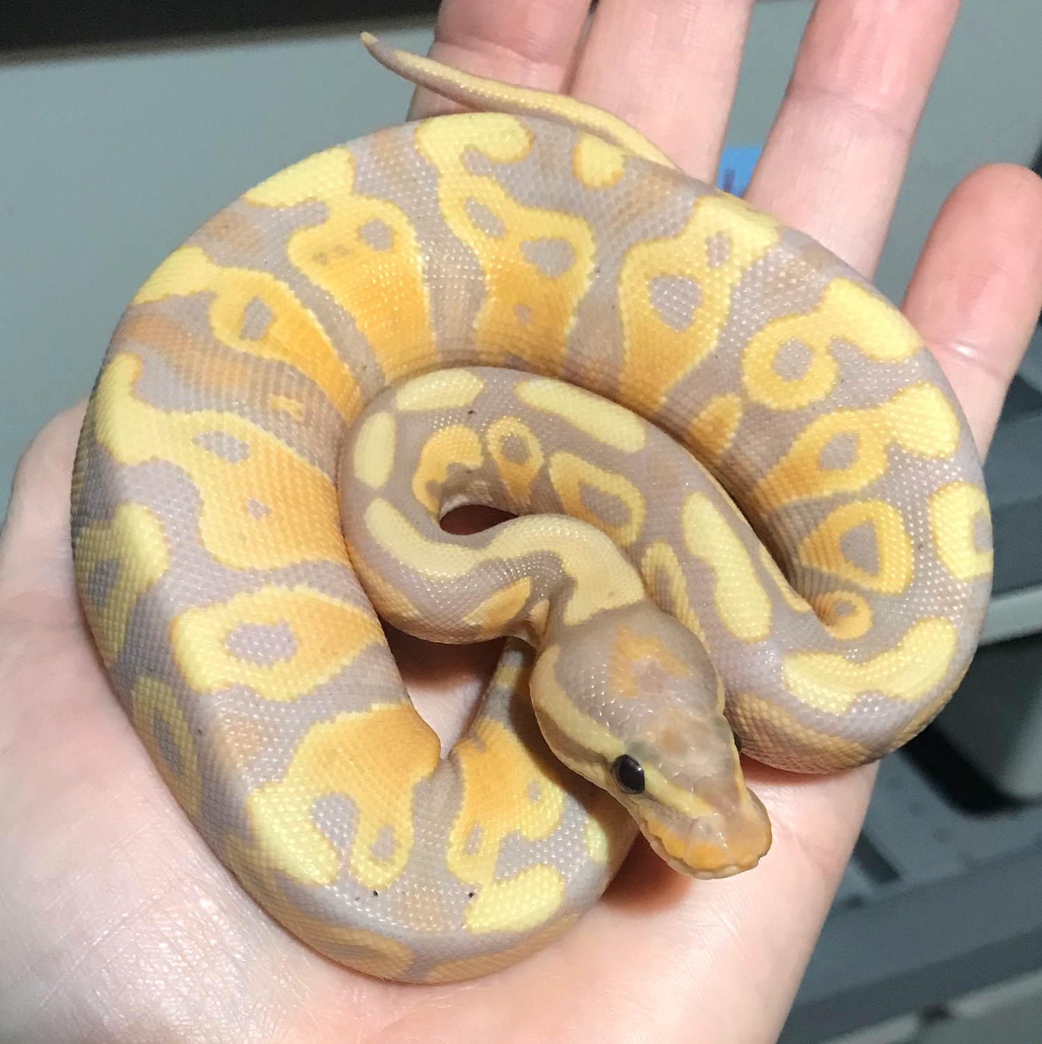 Banana Yellow Belly 100% Het Clown Ball Python by Tom Barnhart - MorphMarket