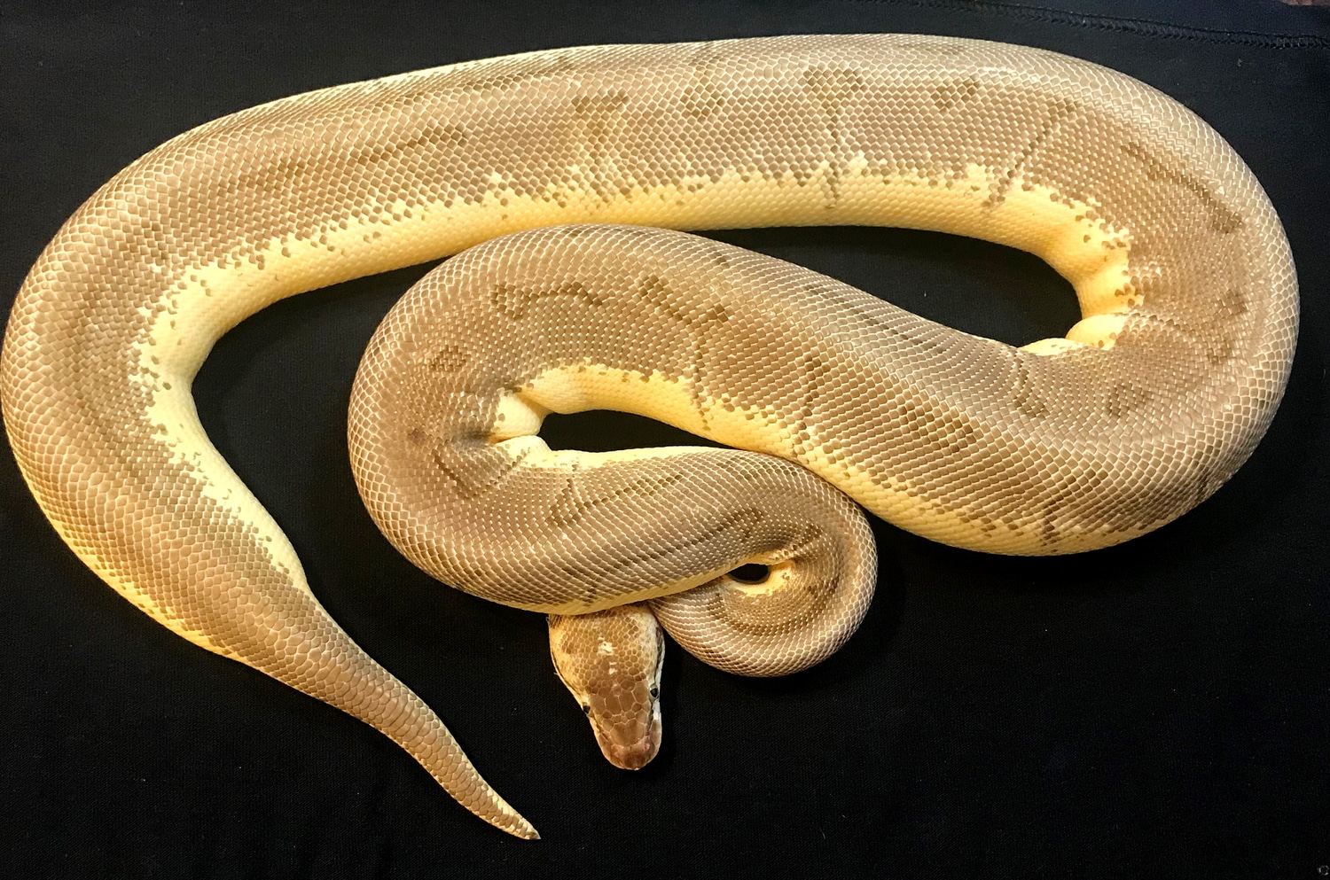 Orange Dream Enchi Blast Ball Python by Tom Barnhart - MorphMarket