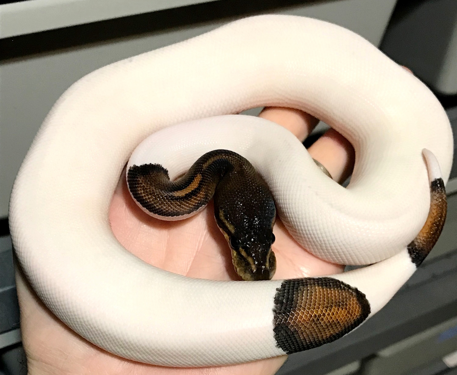 Barnhart Black Pastel Piebald Pos Leopard Ball Python by Tom Barnhart ...