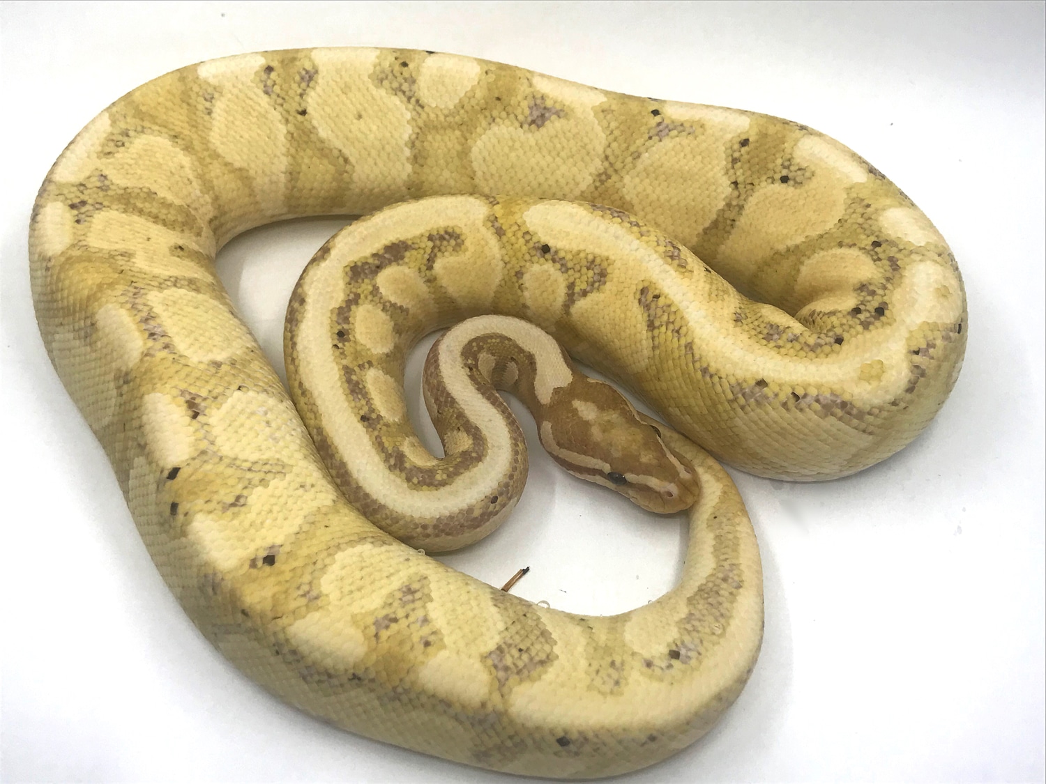 Female Maker Banana Yellow Belly 100% Het Hypo 100% Het Piebald Ball ...