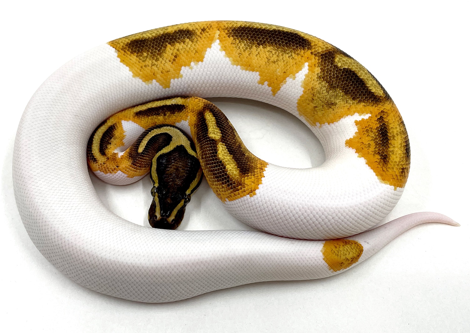 Enchi Yellow Belly Piebald 66% Het Hypo Ball Python by Tom Barnhart - MorphMarket