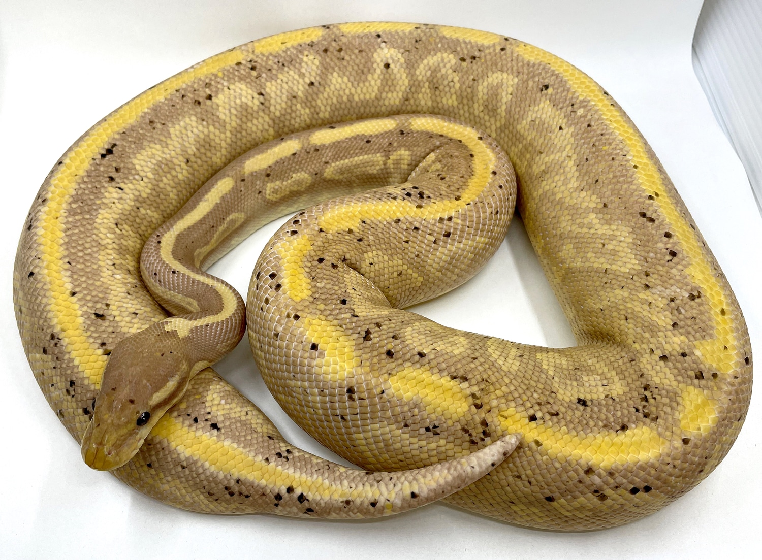 Barnhart Black Pastel Yellow Belly Banana Ball Python by Tom Barnhart ...