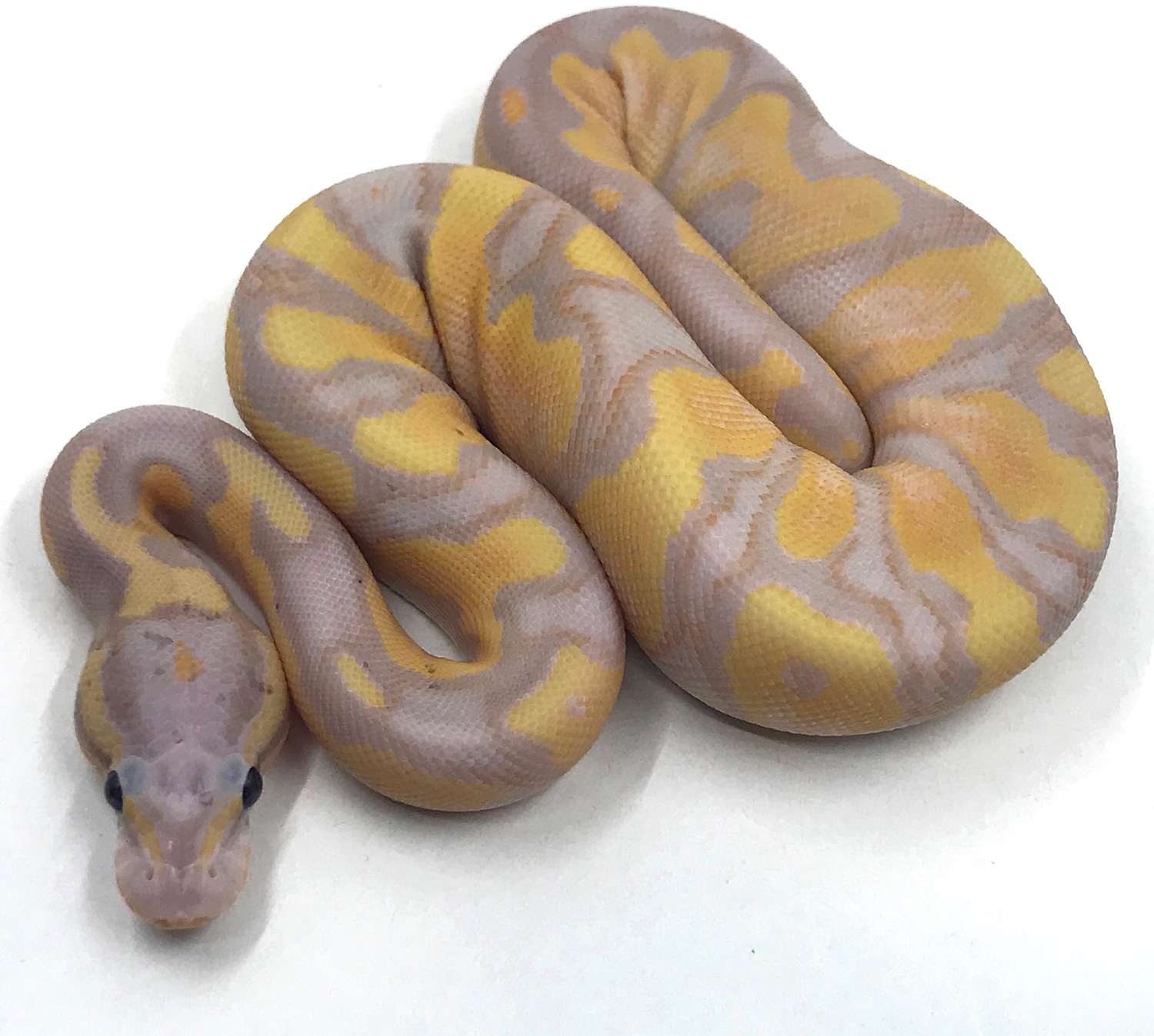 Banana Fire Probable YB Pos OD Ball Python by Tom Barnhart - MorphMarket