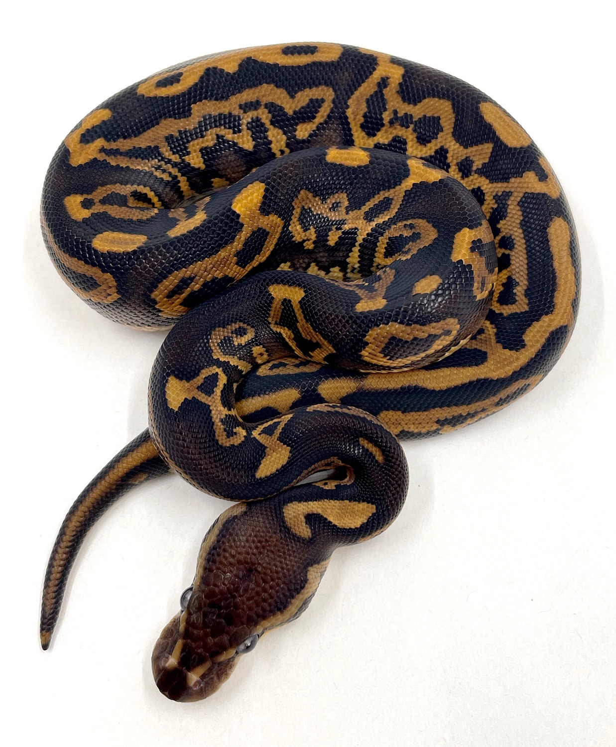 Barnhart Black Pastel Yellow Belly Leopard 100% Het Clown Ball Python ...