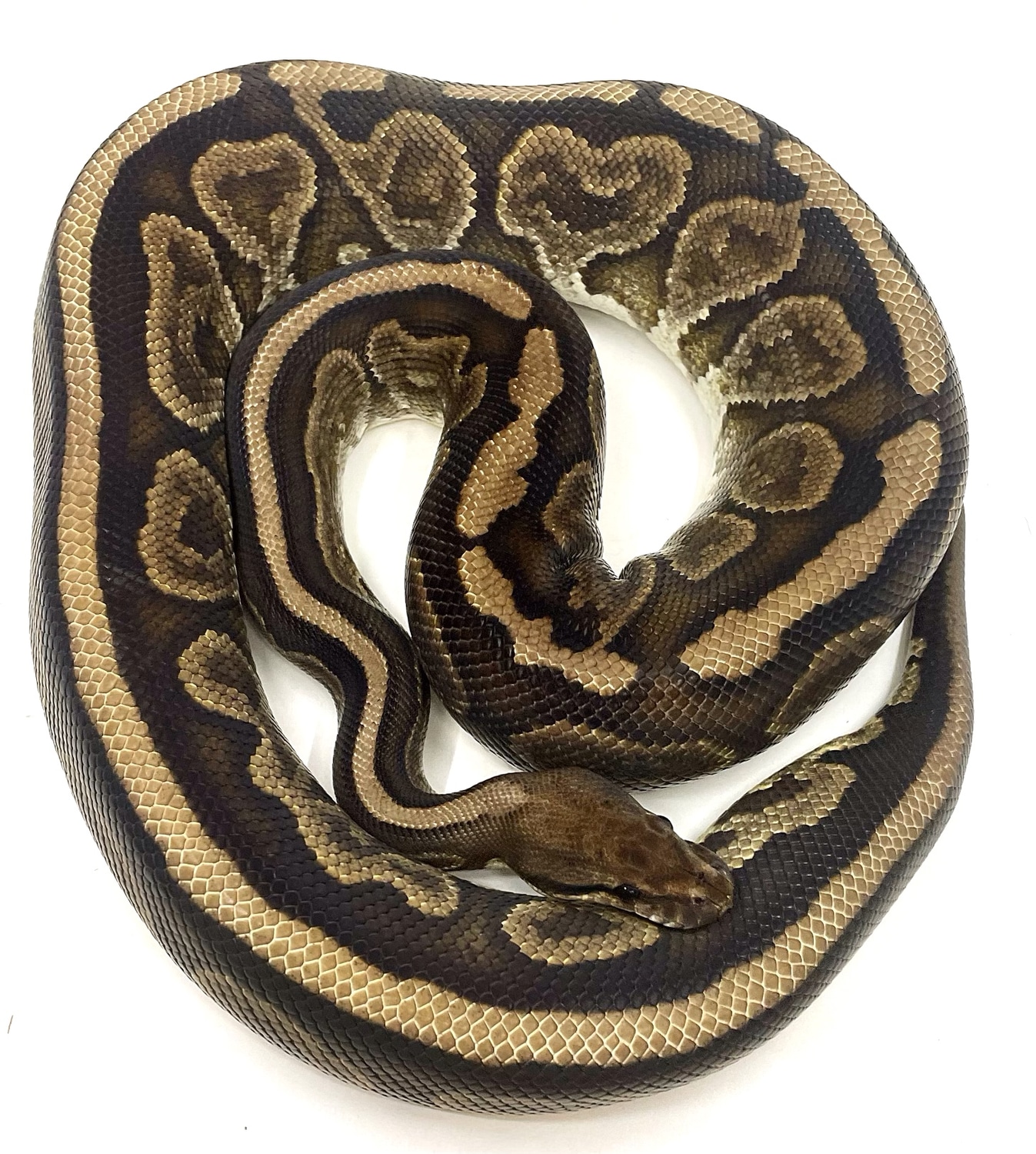 Barnhart Black Pastel Specter Ball Python by Tom Barnhart - MorphMarket