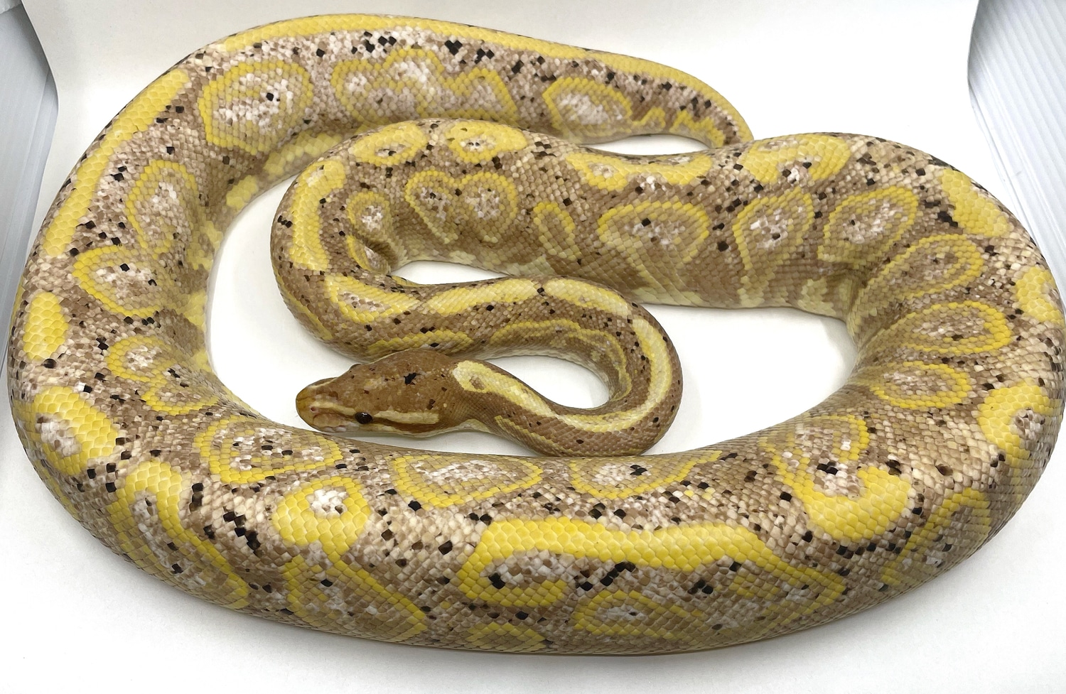 Barnhart Black Pastel Yellow Belly Banana Ball Python by Tom Barnhart ...