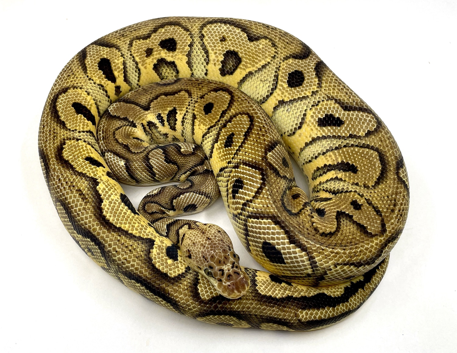 Pastel Clown Ball Python by Tom Barnhart - MorphMarket