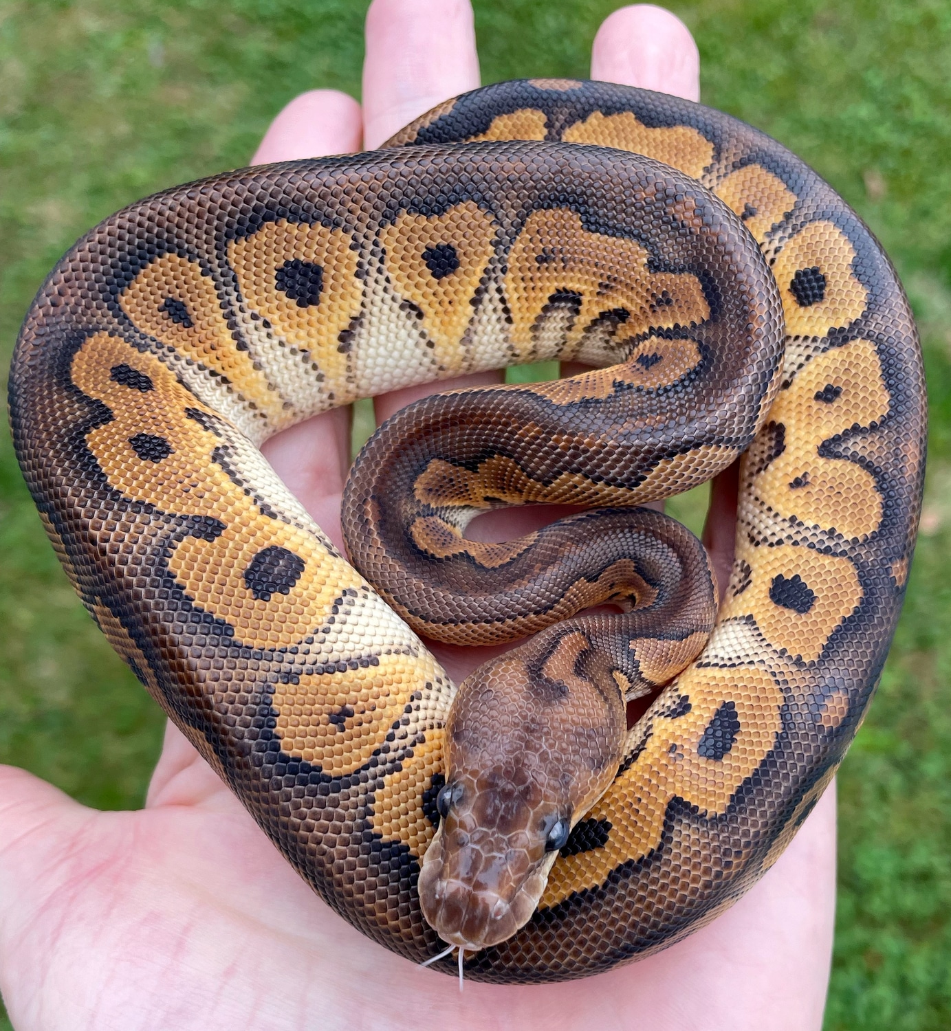 Barnhart Black Pastel Clown Ball Python by Tom Barnhart - MorphMarket