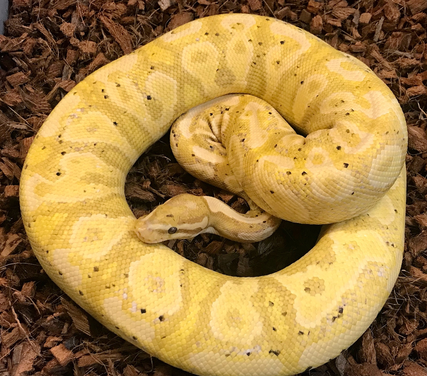 Banana Yellow Belly Double Het Hypo Piebald Ball Python by Tom Barnhart ...