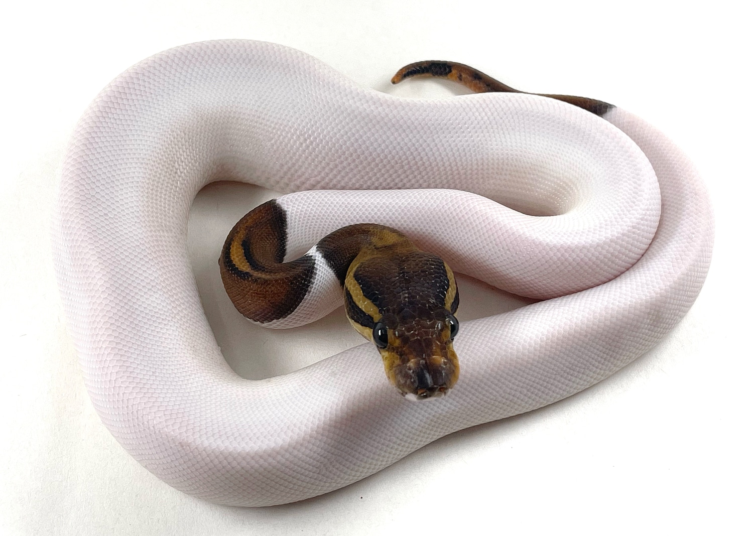 Barnhart Black Pastel Piebald 50% Het Hypo Ball Python by Tom Barnhart - MorphMarket