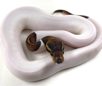 Barnhart Black Pastel Piebald Ball Python by Tom Barnhart - MorphMarket