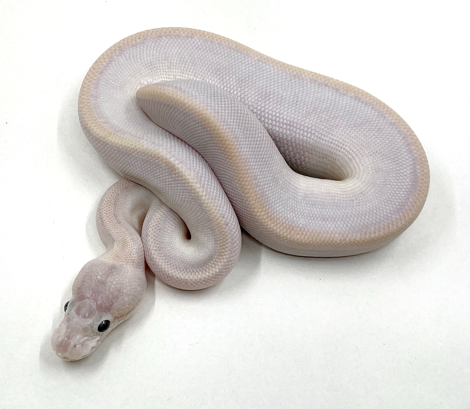Ivory 100% Het Clown Pos Mojave, Pos Black Pastel Ball Python by Tom ...