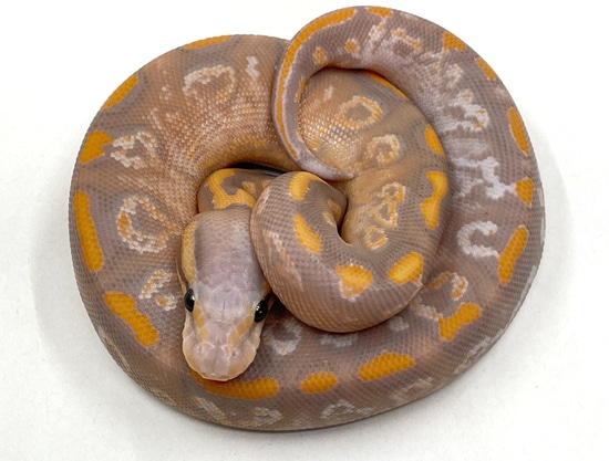 Barnhart Black Pastel Yellow Belly Banana 100% Het Clown Ball Python by ...