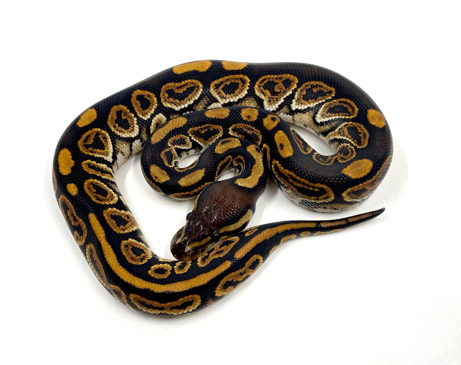 Barnhart Black Pastel Double Het Clown Ultramel Ball Python by Tom ...