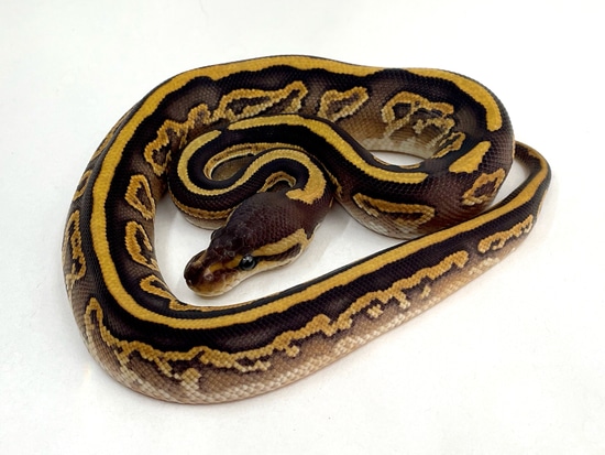 Barnhart Black Pastel Mojave YB/Specter 100% Het Clown Ball Python by Tom Barnhart