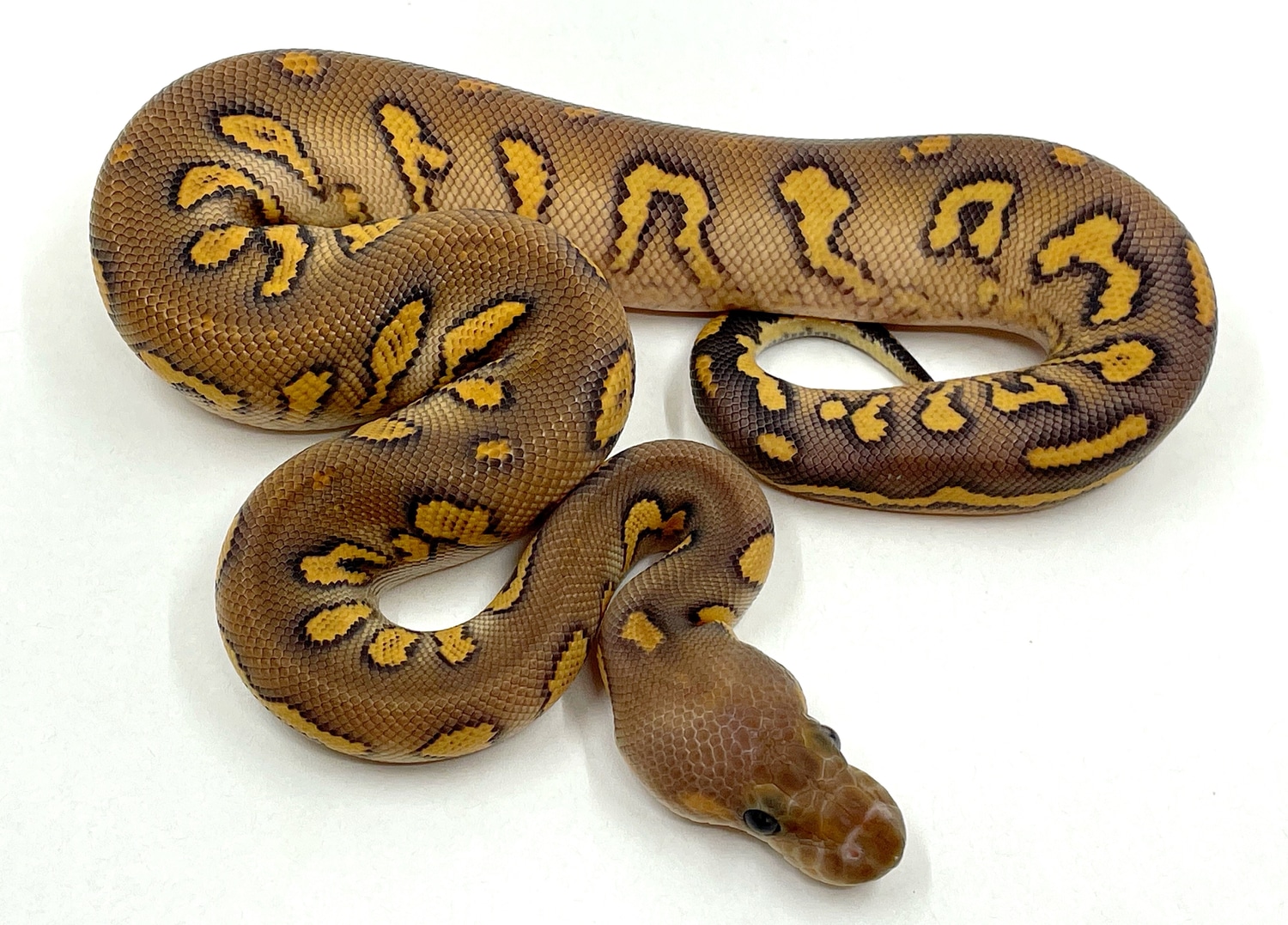 Barnhart Black Pastel Yellow Belly Mojave Clown Ball Python by Tom ...