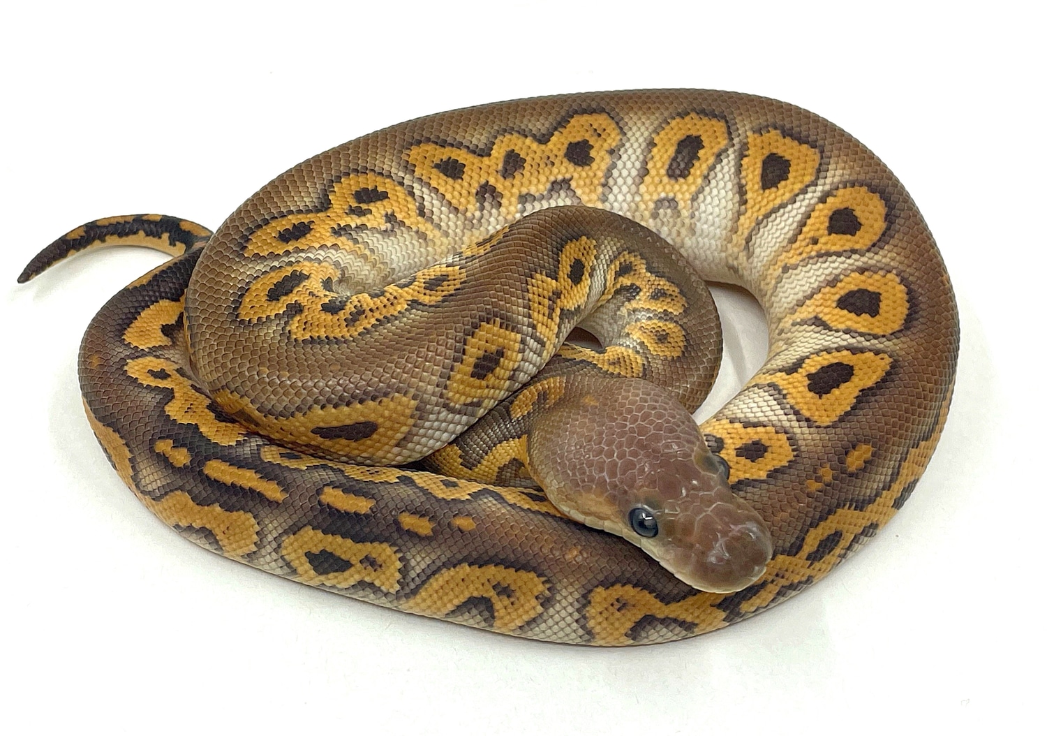 Barnhart Black Pastel Mojave Clown Ball Python by Tom Barnhart ...