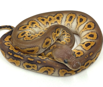 Barnhart Black Pastel Yellow Belly Mojave Clown Ball Python by Tom ...