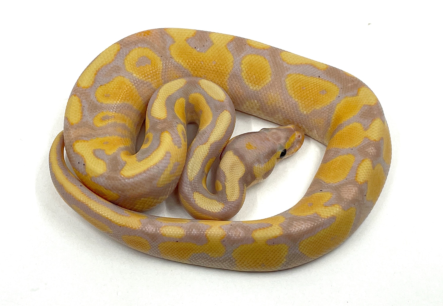Yellow Belly Banana 100% Het Clown Ball Python by Tom Barnhart ...