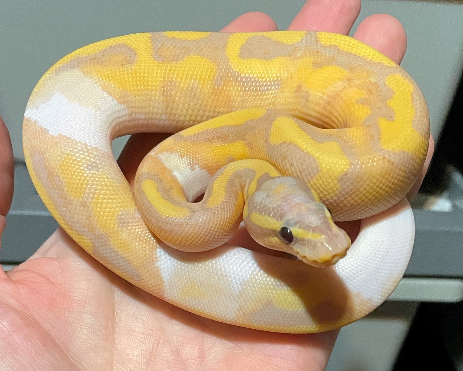 Banana Piebald 50% Het Hypo Ball Python by Tom Barnhart - MorphMarket