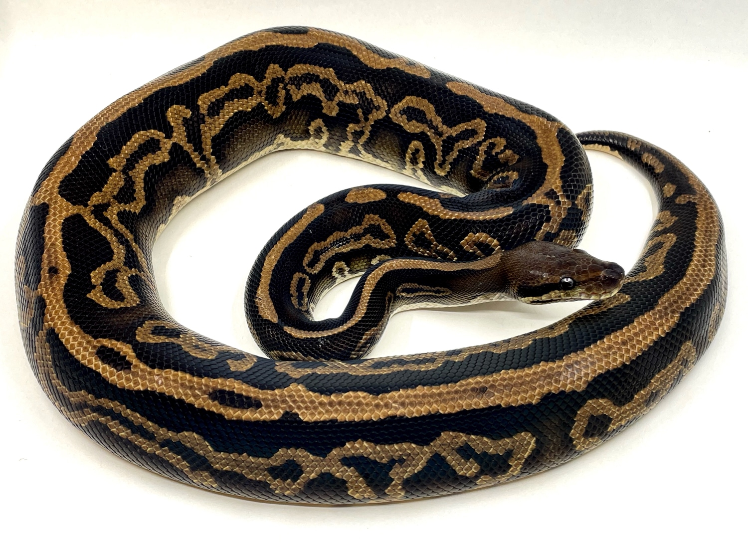 Barnhart Black Pastel Leopard 100% Het Clown Ball Python by Tom ...