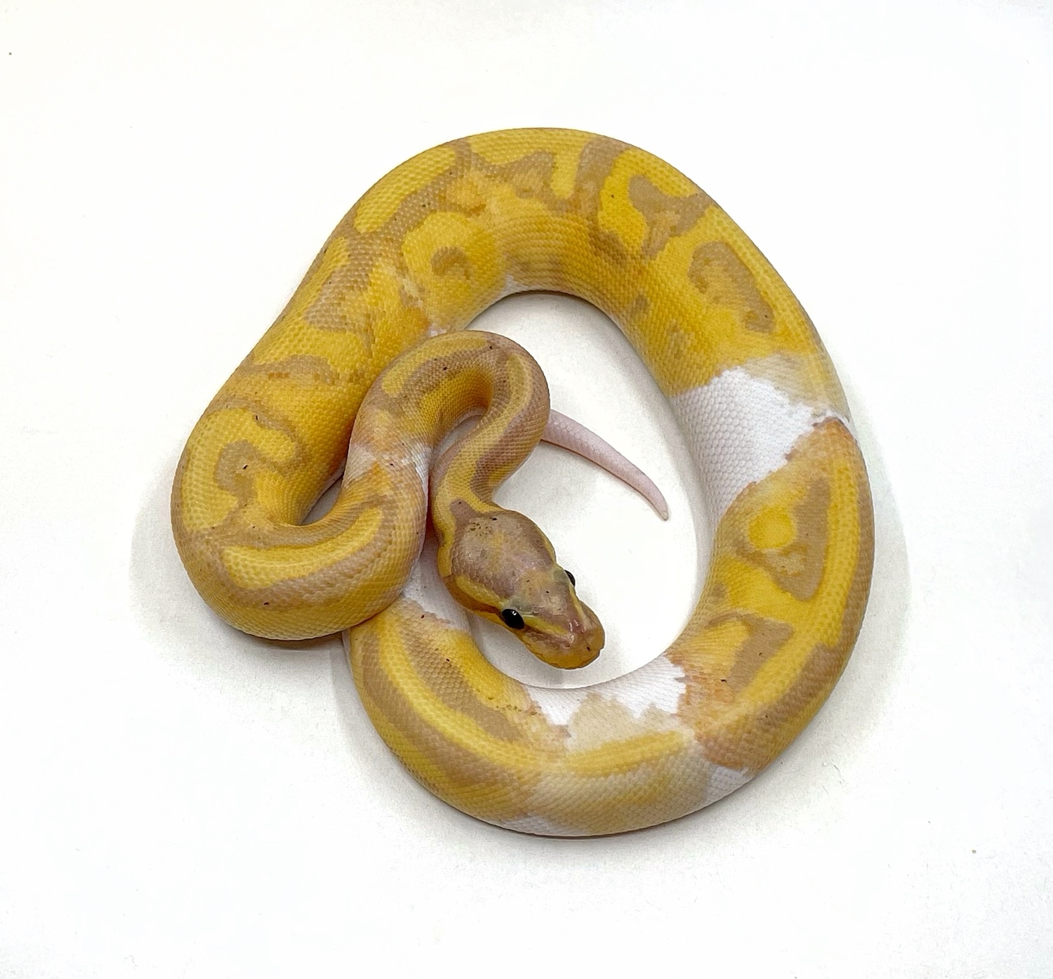 Banana Piebald Ball Python by Tom Barnhart - MorphMarket