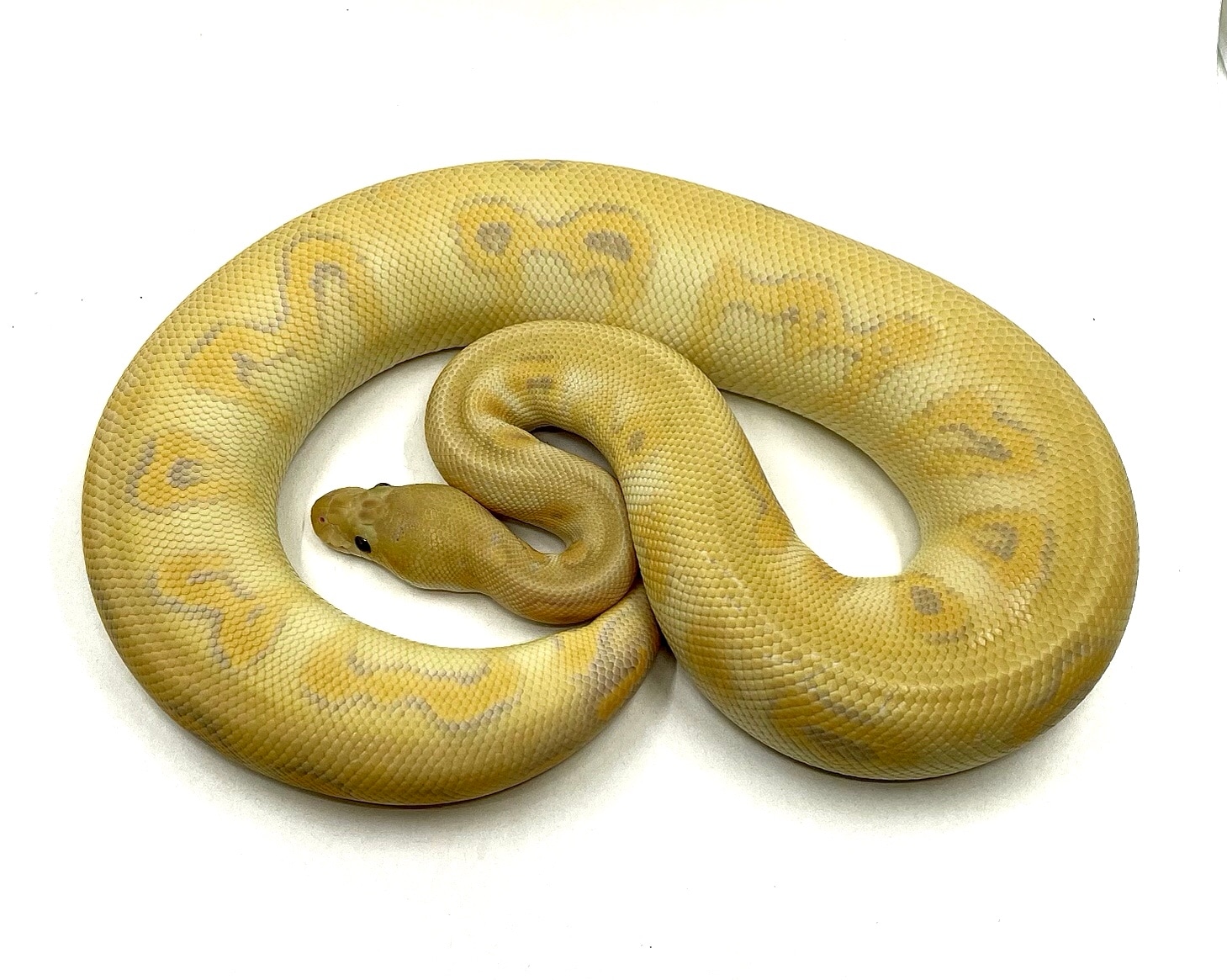 Barnhart Black Pastel Yellow Belly Mojave Banana Clown Ball Python by ...