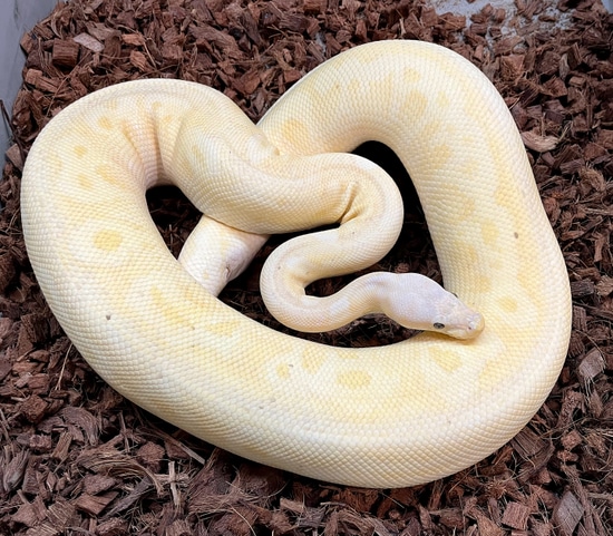Barnhart Black Pewter Banana Clown Ball Python by Tom Barnhart