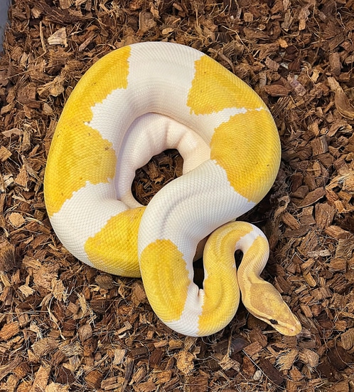 Yellow Belly Banana Piebald 66% Het Hypo Ball Python by Tom Barnhart