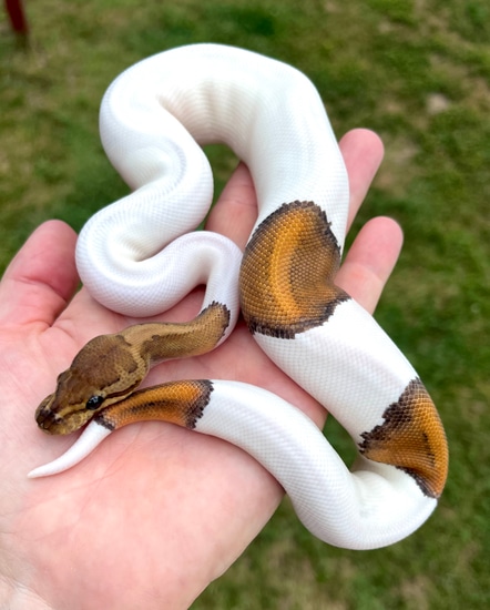 Barnhart Black Pastel Pinstripe Piebald 100% Het Hypo Male Ball Python ...