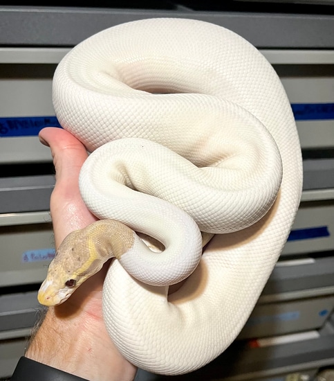 Barnhart Black Pastel Banana Hypo Piebald Ball Python by Tom Barnhart