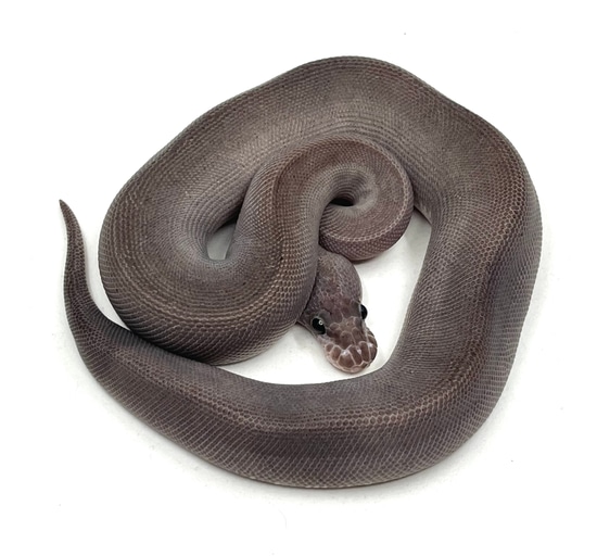 Barnhart Super Black Pastel YB Clown Pos Specter (SS) Ball Python by Tom Barnhart