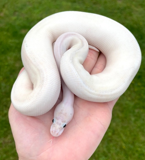 Ivory Spotnose Pos Banana 100% Het Clown Ball Python by Tom Barnhart