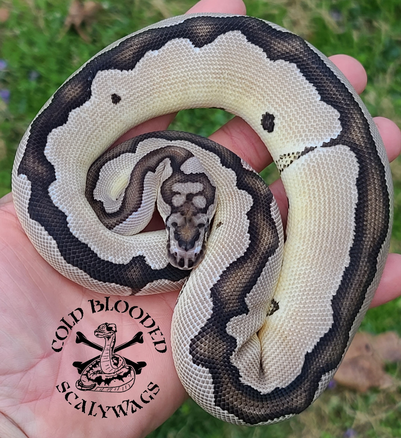 Blade (VPI) Axanthic Clown Ball Python by Cold Blooded Scalywags ...