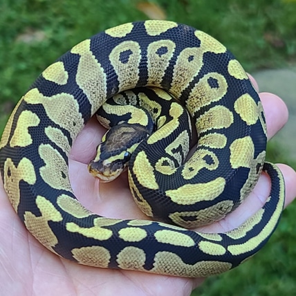 Sable Mojave Hypo Ball Python by Cold Blooded Scalywags - MorphMarket