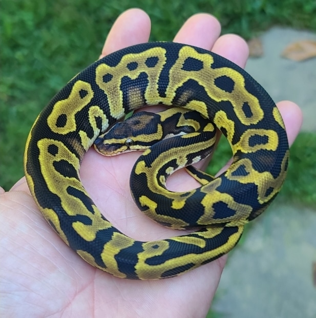 Yellowbelly Leopard Triple Het Hypo / Genetic Stripe / Clown Ball ...