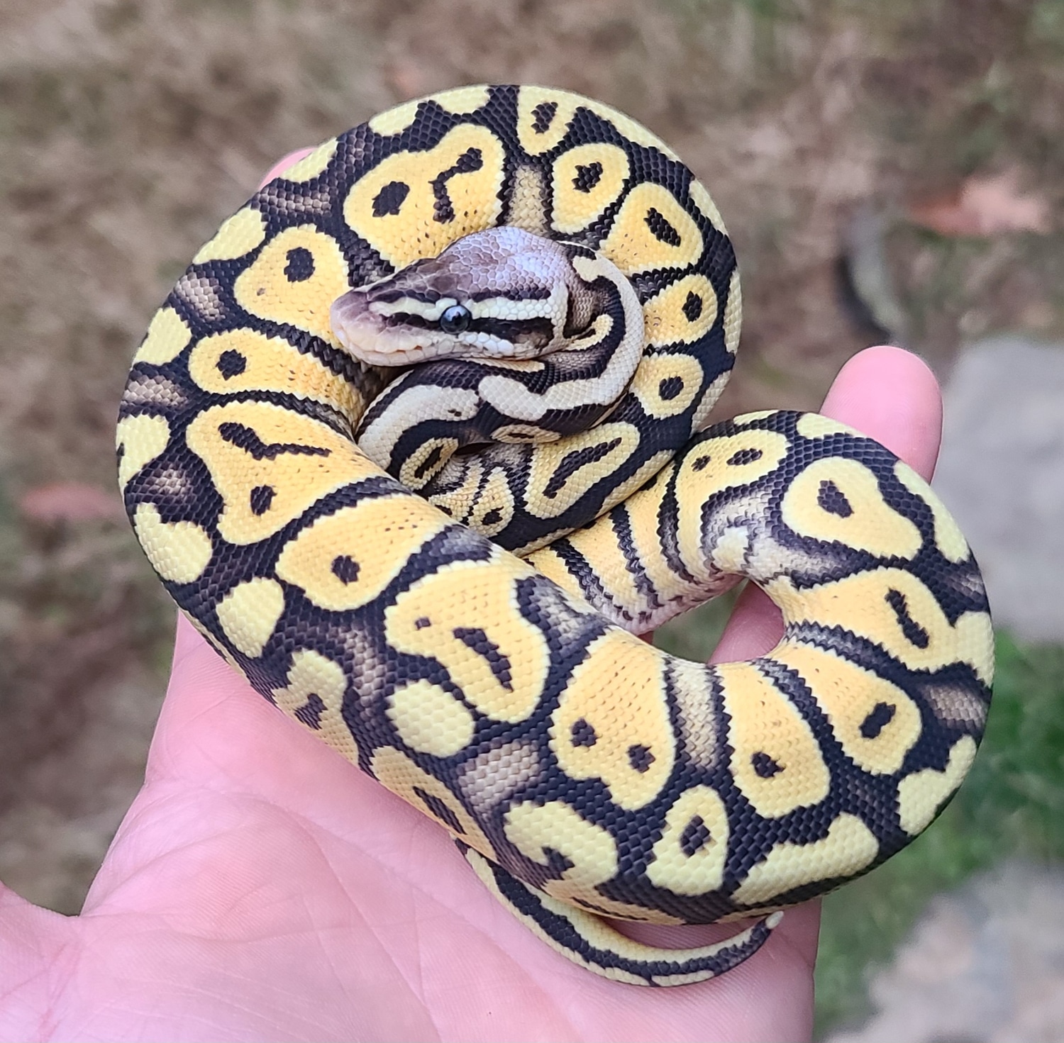 Super Pastel Double Het VPI Axanthic / Clown Ball Python by Cold ...