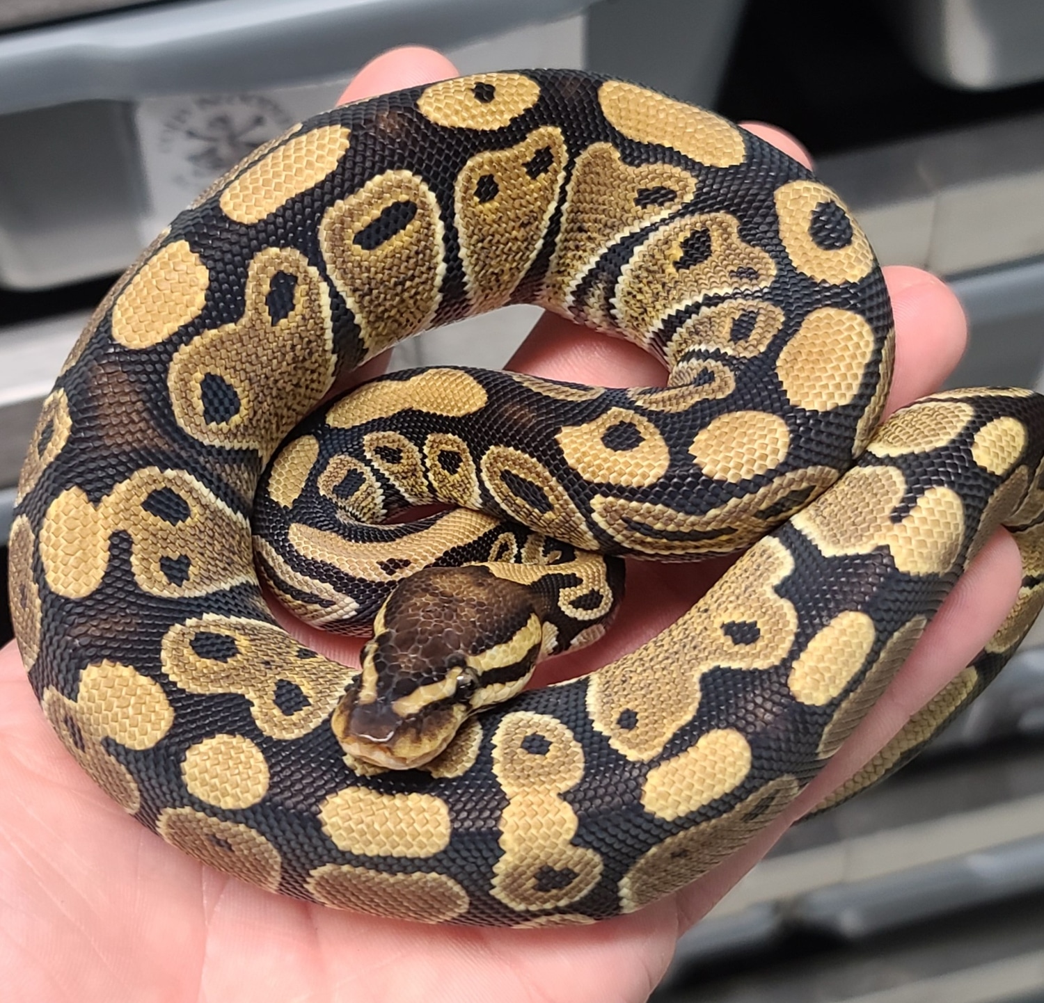 Normal Double Het VPI Axanthic / Clown Ball Python by Cold Blooded ...