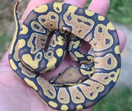 Sable Mojave Hypo Ball Python by Cold Blooded Scalywags - MorphMarket