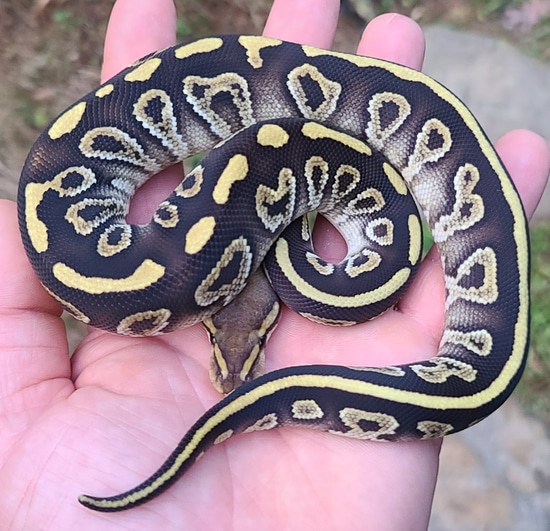 Sable Mojave Het Hypo Ball Python by Cold Blooded Scalywags
