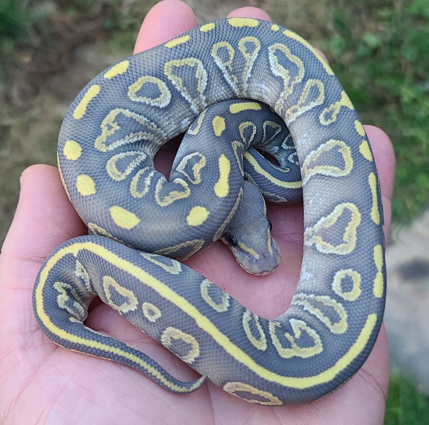 Sable Mojave Hypo Ball Python by Cold Blooded Scalywags - MorphMarket