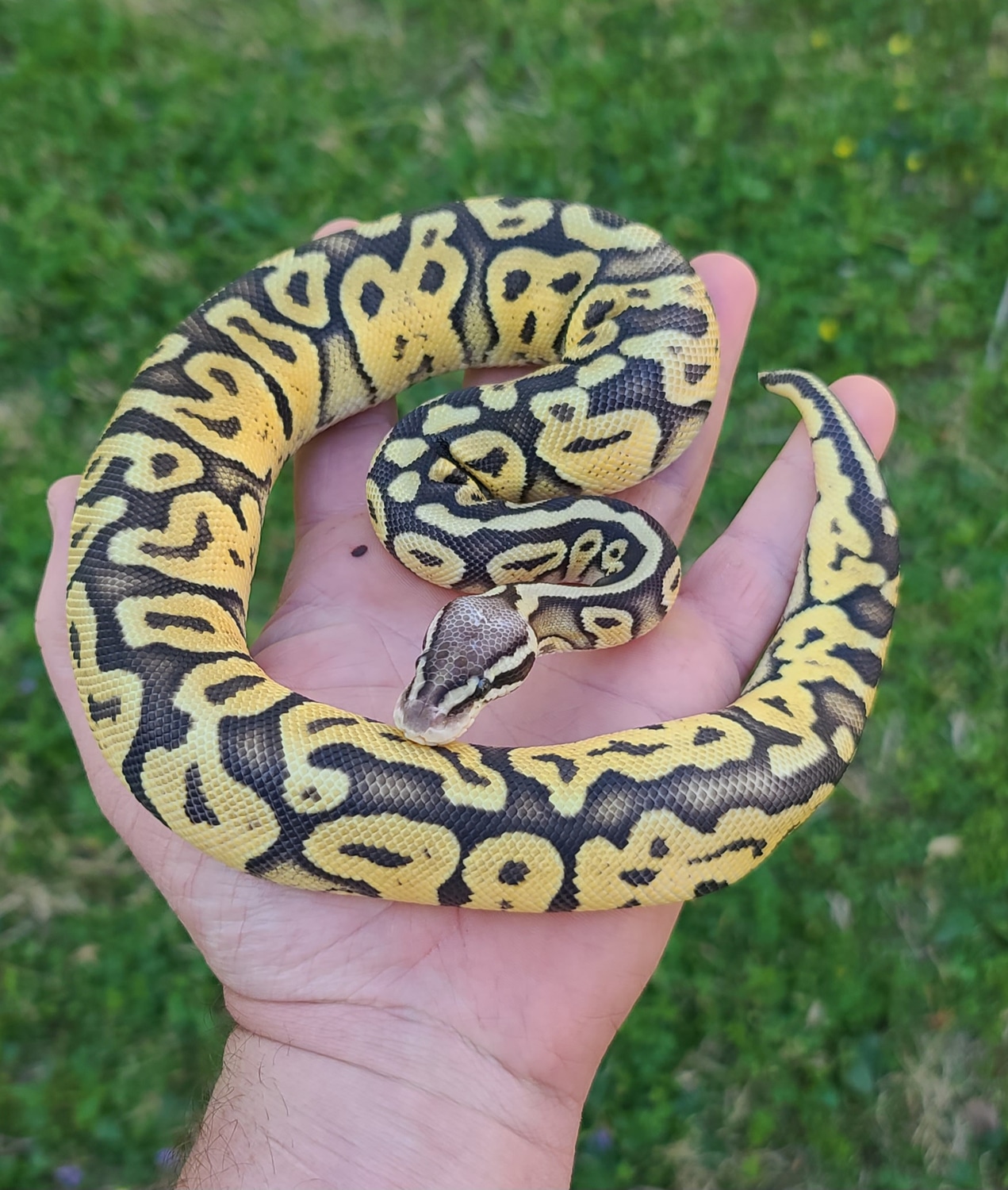 Super Pastel DH VPI Axanthic / Desert Ghost Ball Python by Cold Blooded ...