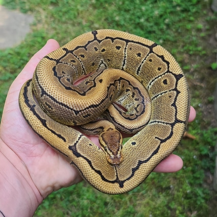 Sable Mojave Hypo Ball Python by Cold Blooded Scalywags - MorphMarket