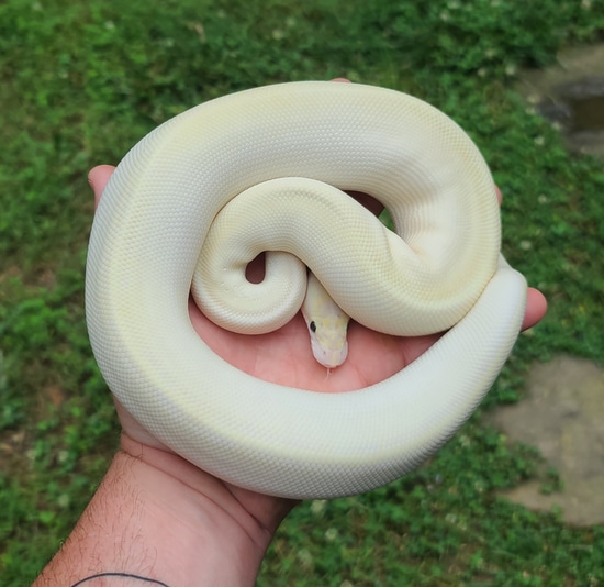 Ivory (Pos. Butter) Triple Het Hypo Gstripe Clown Ball Python by Cold ...