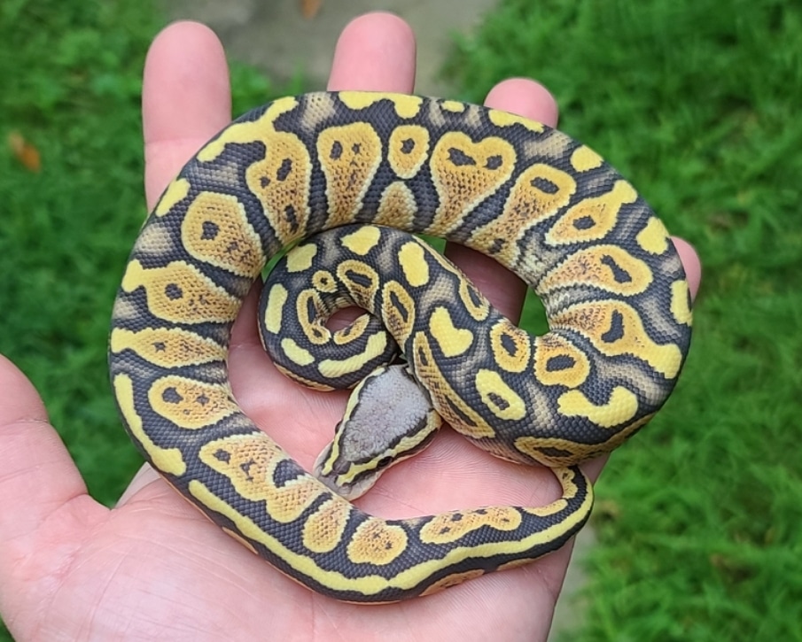 Pastel Hypo Pos. Het Clown Ball Python by Cold Blooded Scalywags ...