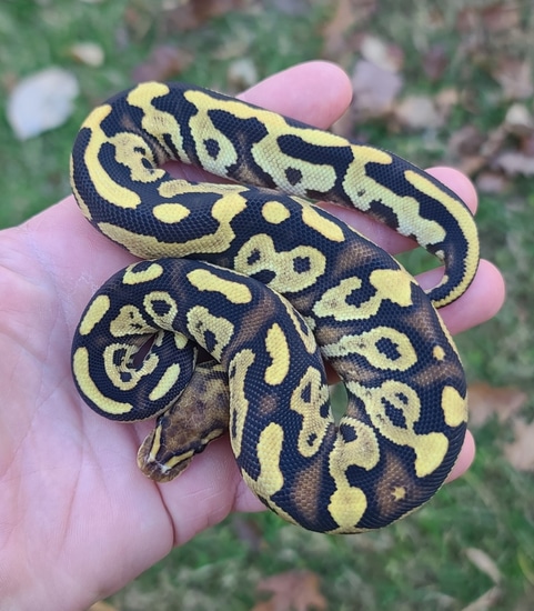 Cypress Fire Het Clown Ball Python by Cold Blooded Scalywags
